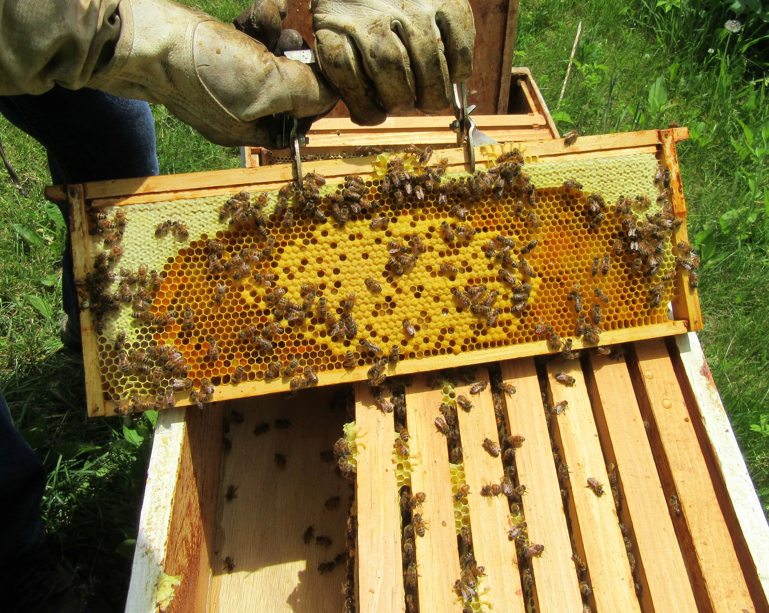 Smith Mills Apiaries